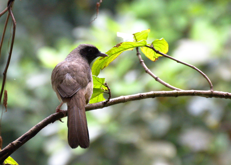 Masked Laughingthrush – Frank's Wildlife Photos