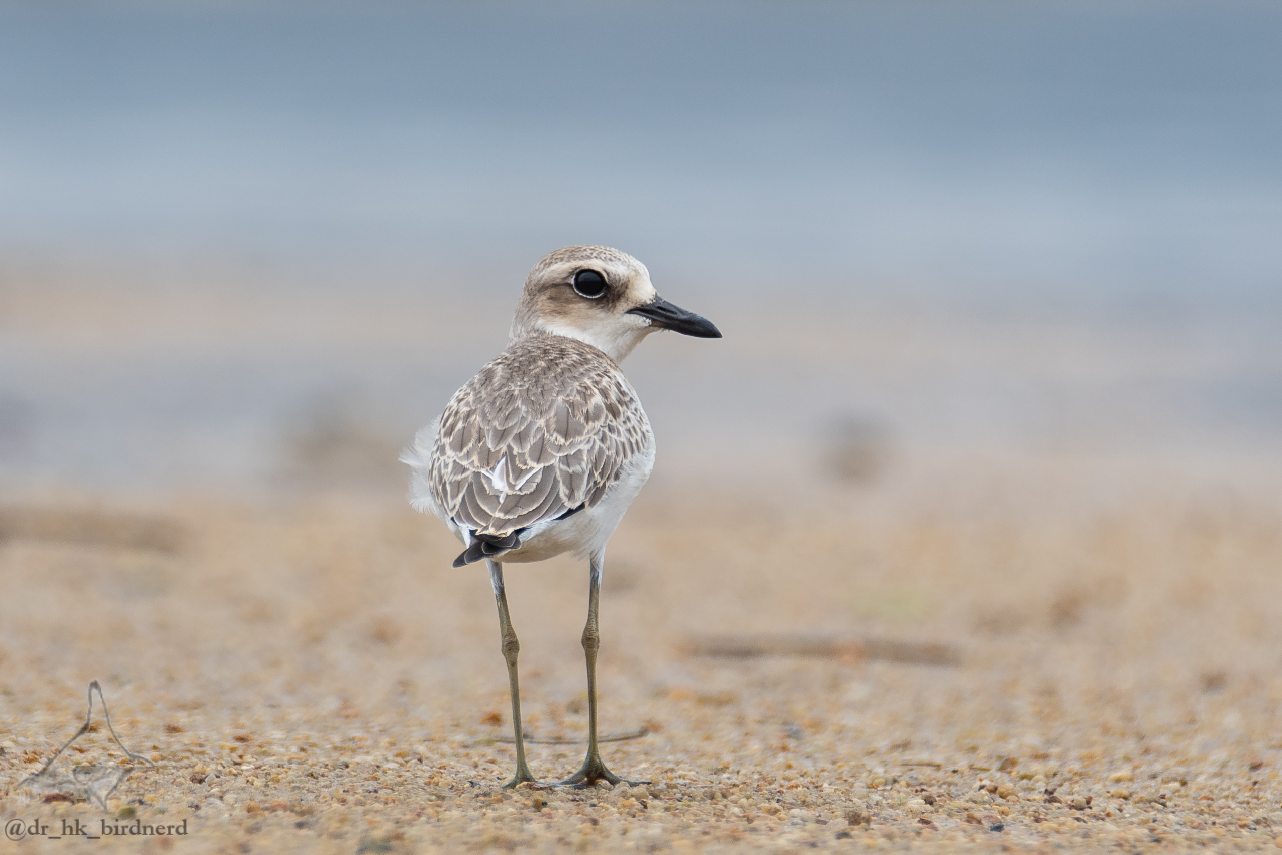 Greater Sand Plover – Frank's Wildlife Photos