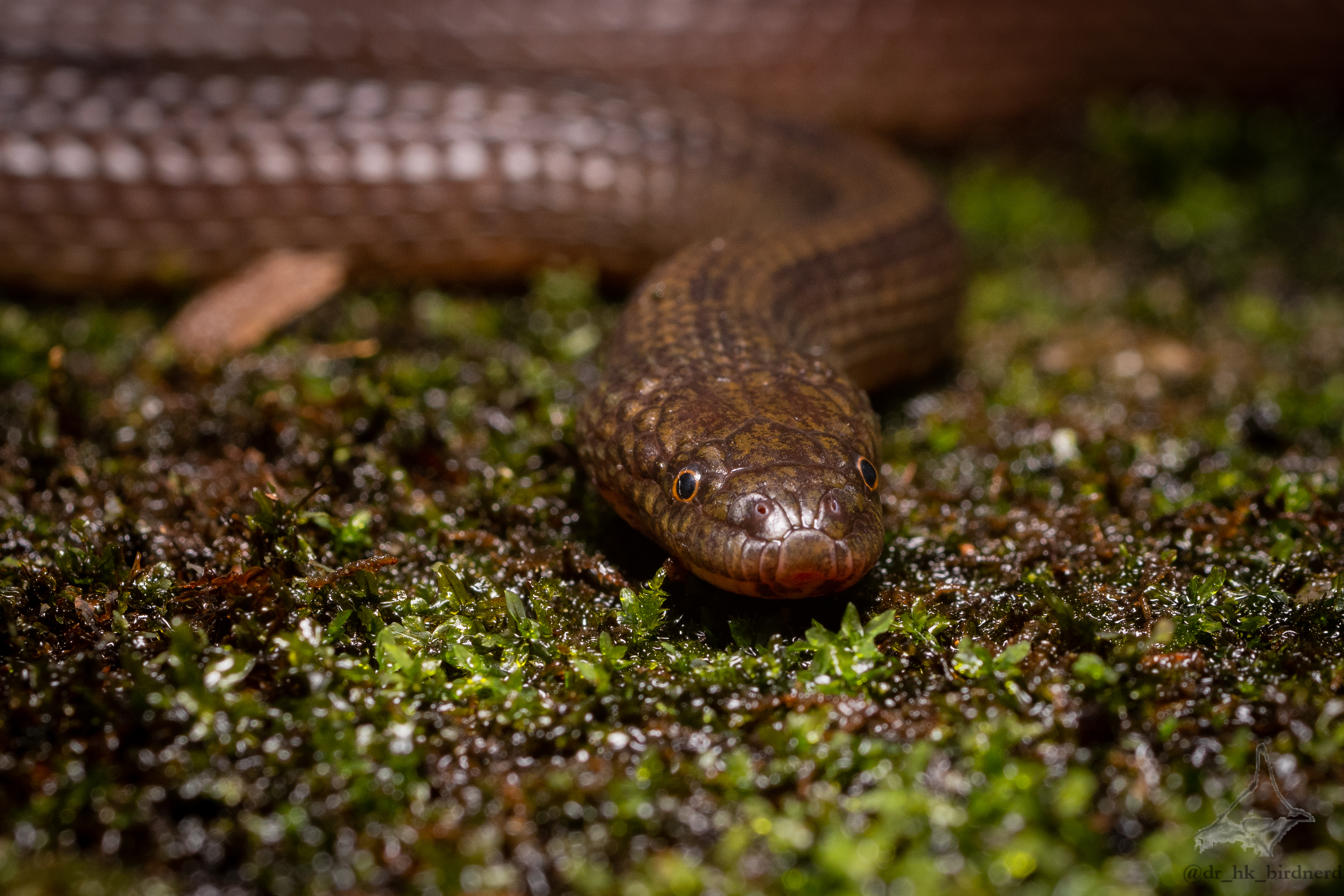 Striped Stream Snake – Frank's Wildlife Photos