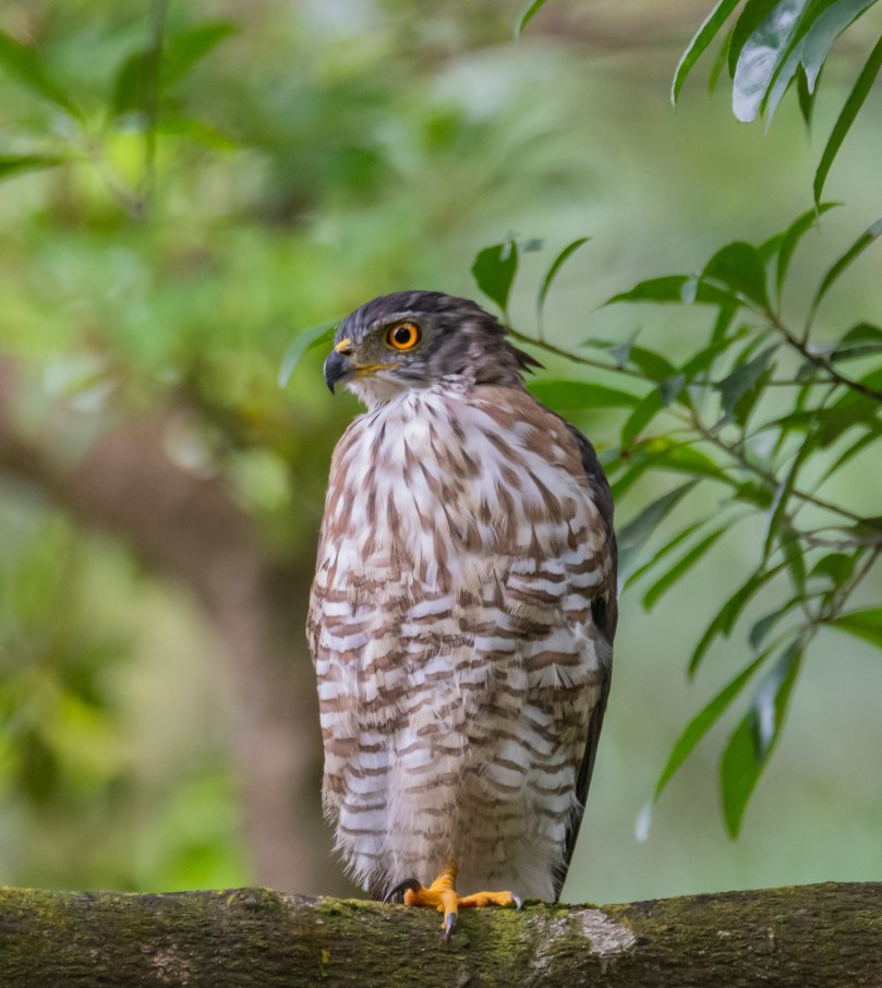 Crested Goshawk – Frank's Wildlife Photos