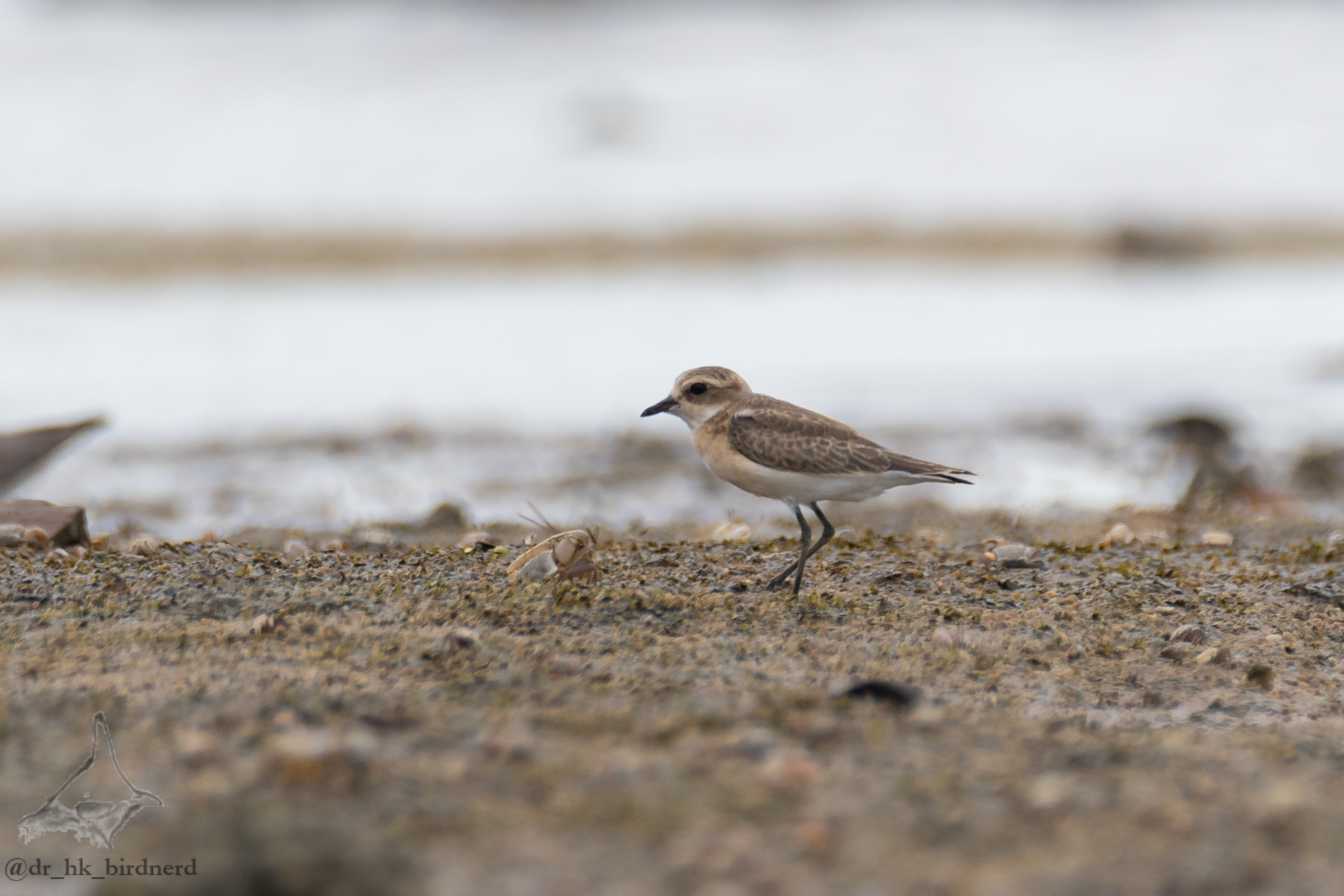 Lesser Sand Plover – Frank's Wildlife Photos